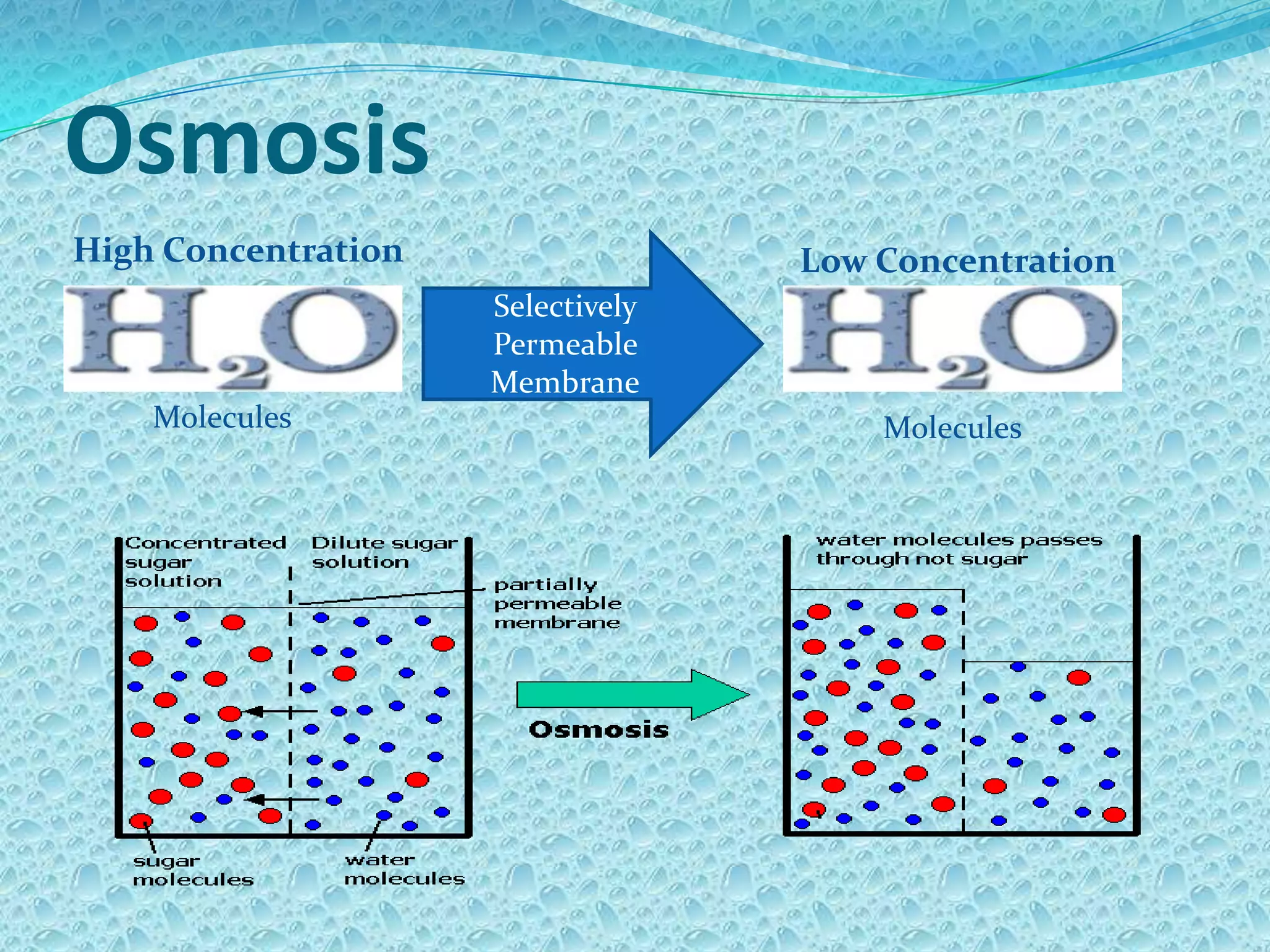 Different movement across plasma membrane | PPTX