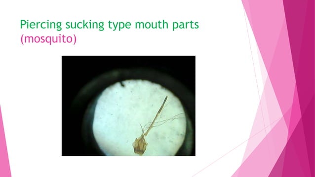 Different organs of insect | PPTX | Beekeeping | Hobbies & Interests