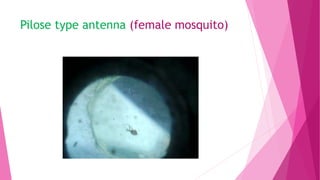 Different organs of insect | PPT