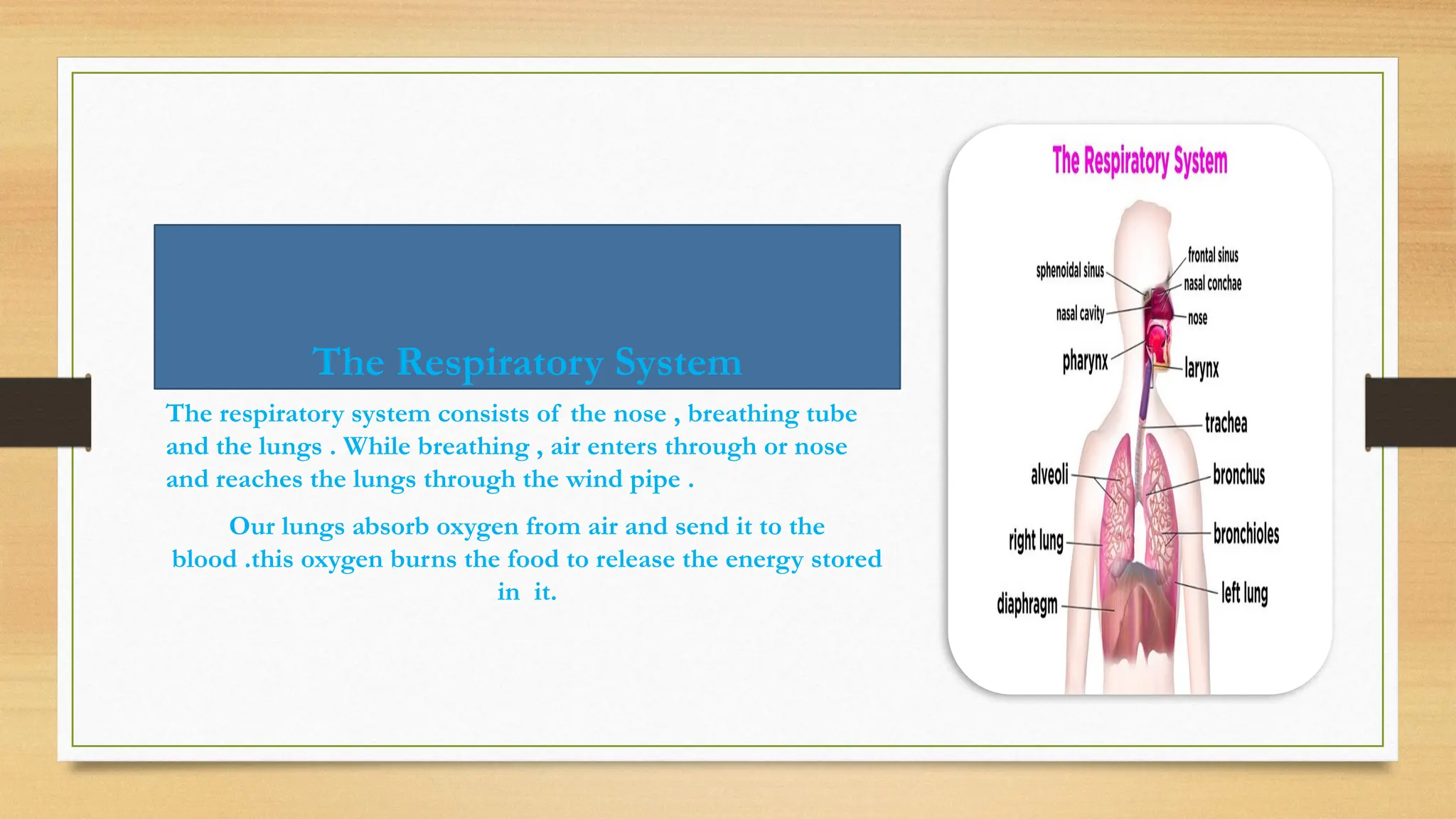 Different Organ System.pptx human body systems | PPTX