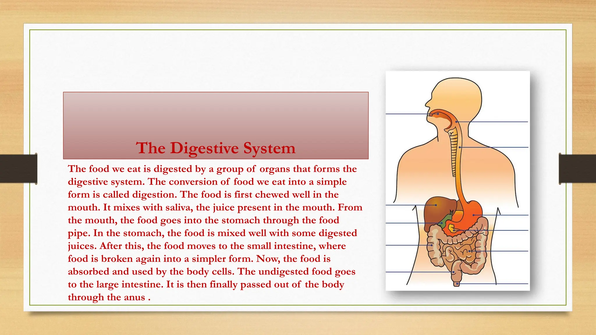 Different Organ System.pptx human body systems | PPTX