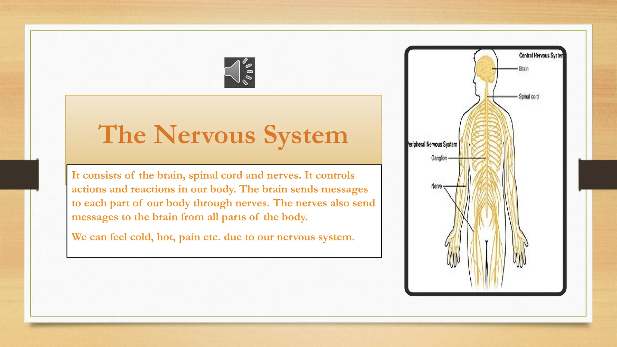 Different Organ System.pptx human body systems | PPTX