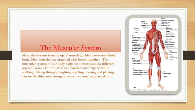 Different Organ System.pptx human body systems | PPTX