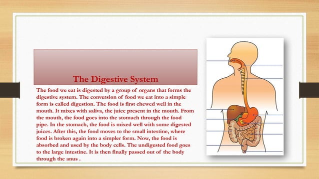 Different Organ System.pptx human body systems | PPTX