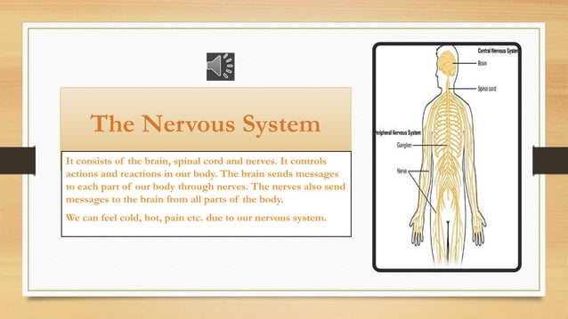 Different Organ System.pptx human body systems | PPTX