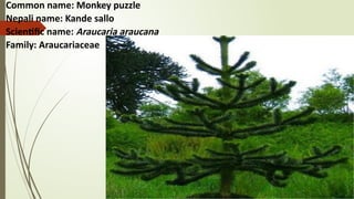 ORNAMENTAL PLANTS AVALABLE IN OUR LOCALITY IN NEPAL | PPTX