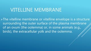 Different part of egg | PPTX