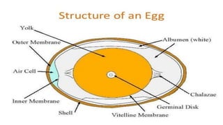 Different part of egg | PPTX