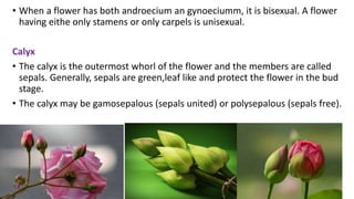 Different parts of flower .. | PPT