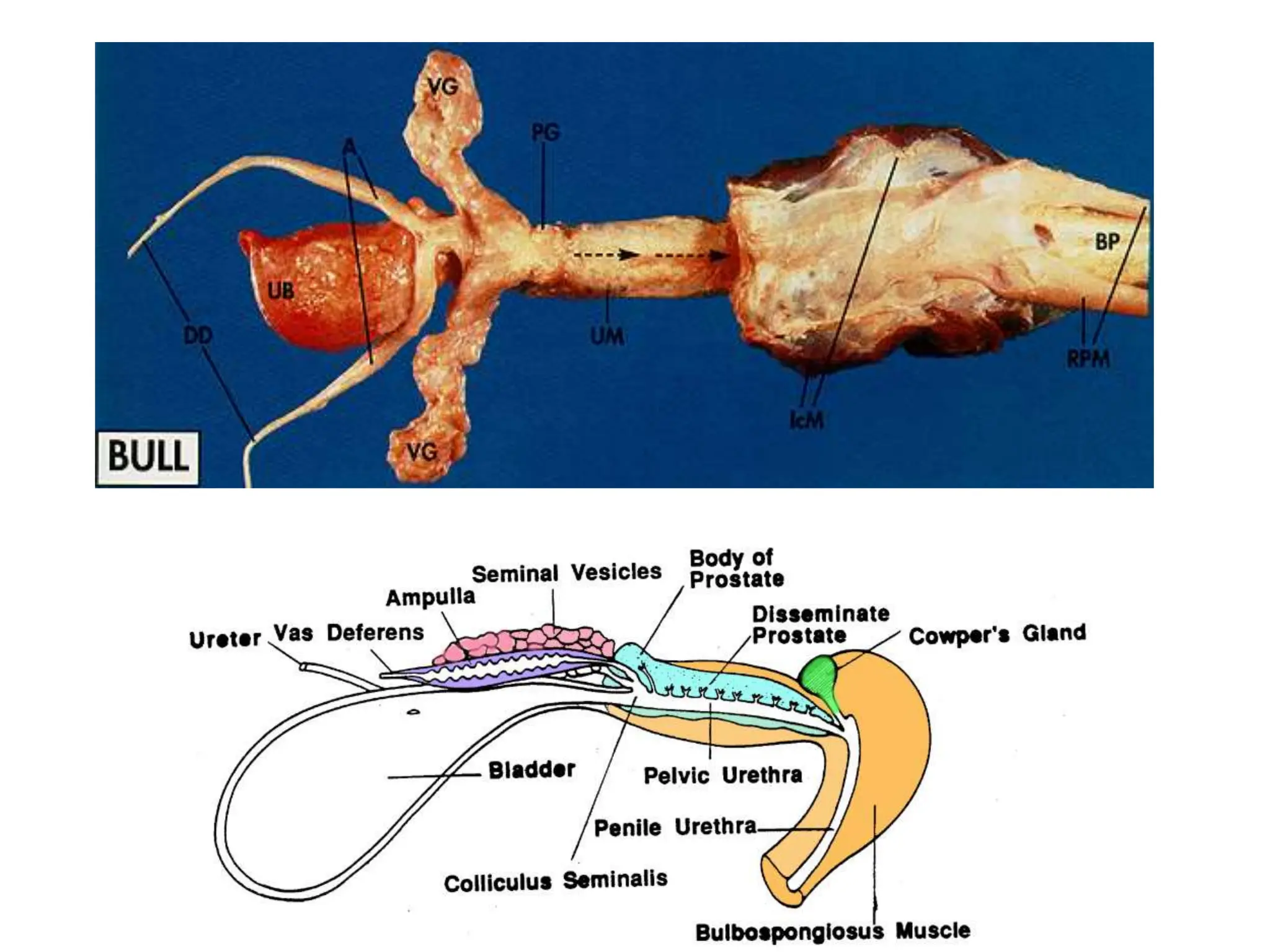 Different parts of reproductive system male.ppt