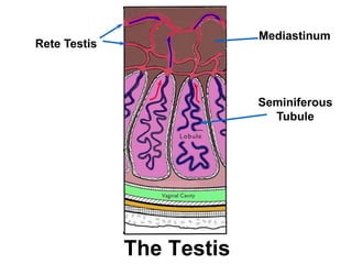 Different parts of reproductive system male.ppt