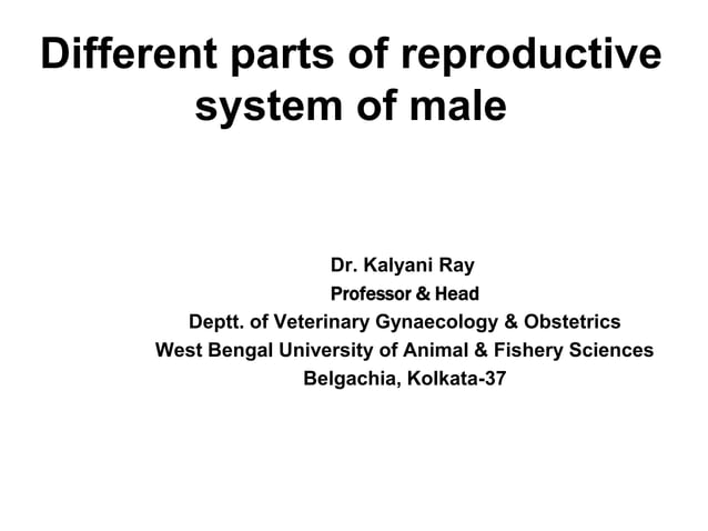 Different parts of reproductive system male.ppt