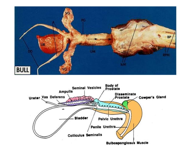 Different parts of reproductive system male.ppt