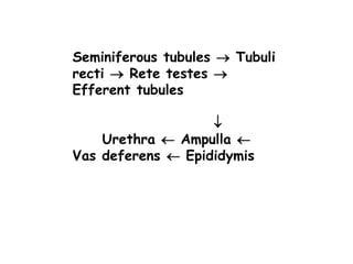 Different parts of reproductive system male.ppt