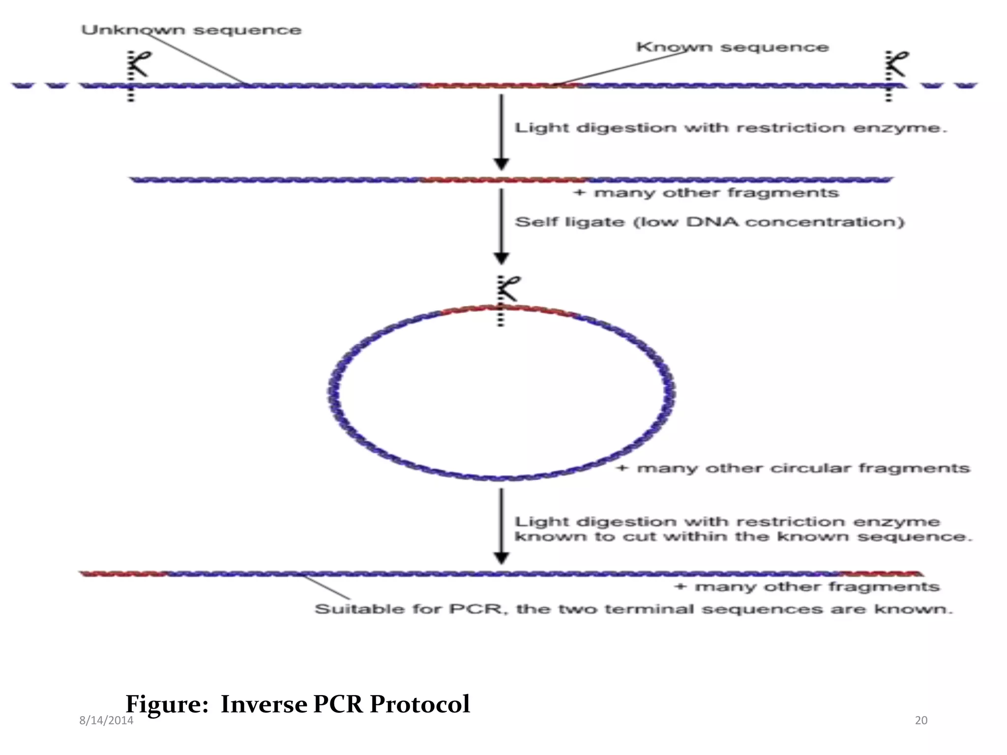 Different pcr techniques and their application | PPTX