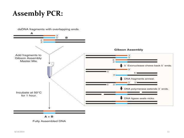 Different pcr techniques and their application | PPTX