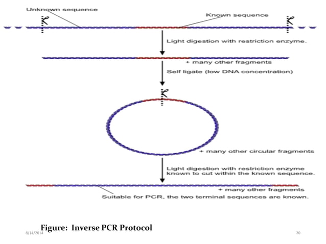 Different pcr techniques and their application | PPTX