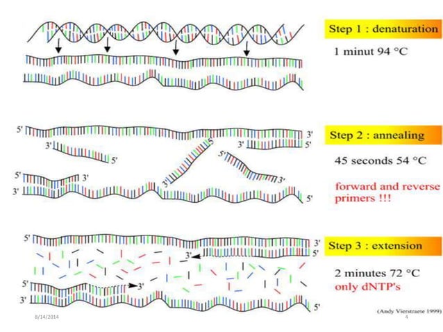 Different pcr techniques and their application | PPTX