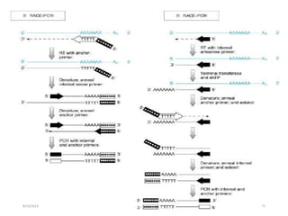 Different pcr techniques and their application | PPTX