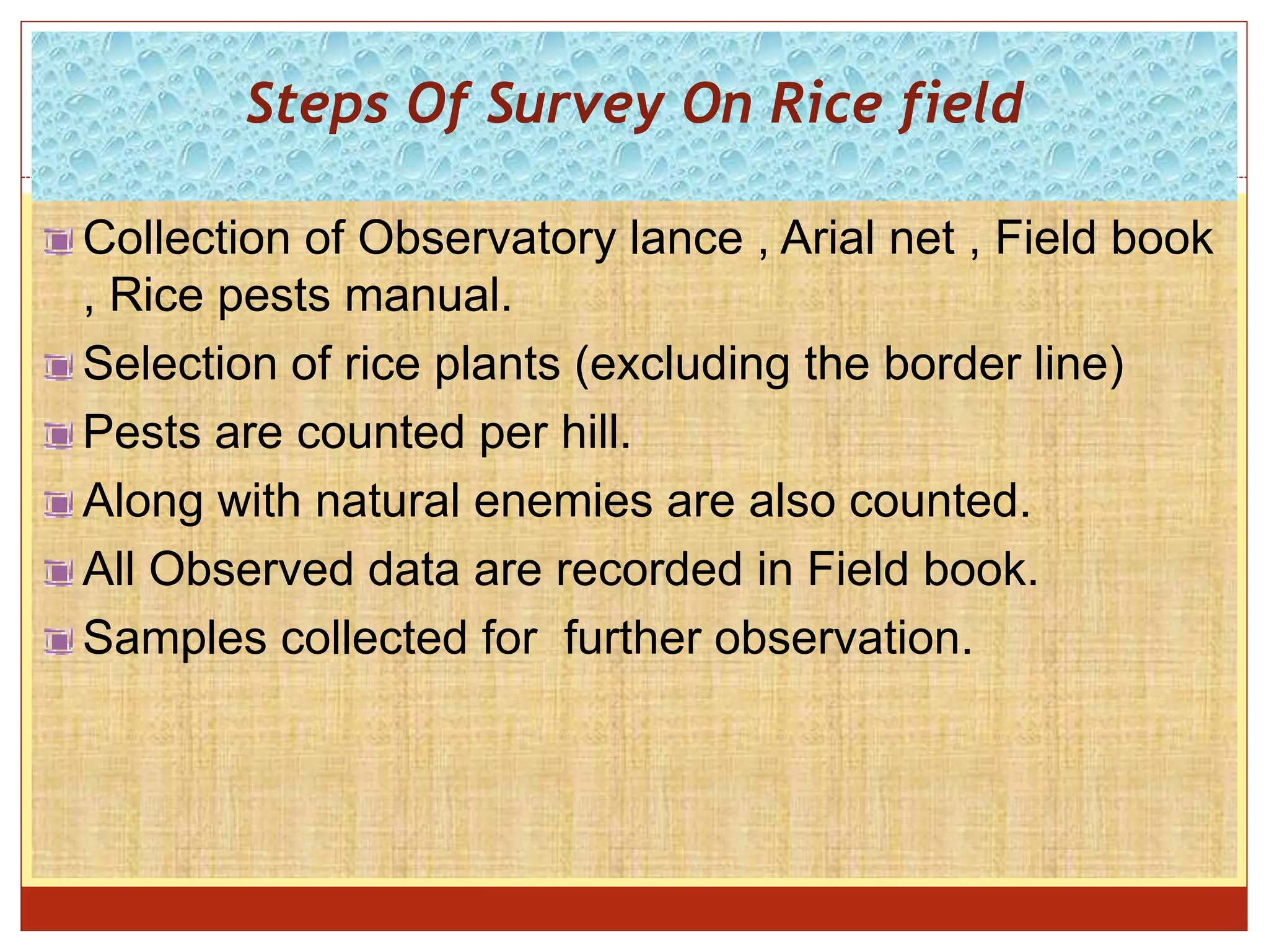 Different pests of rice in field.. | PPTX