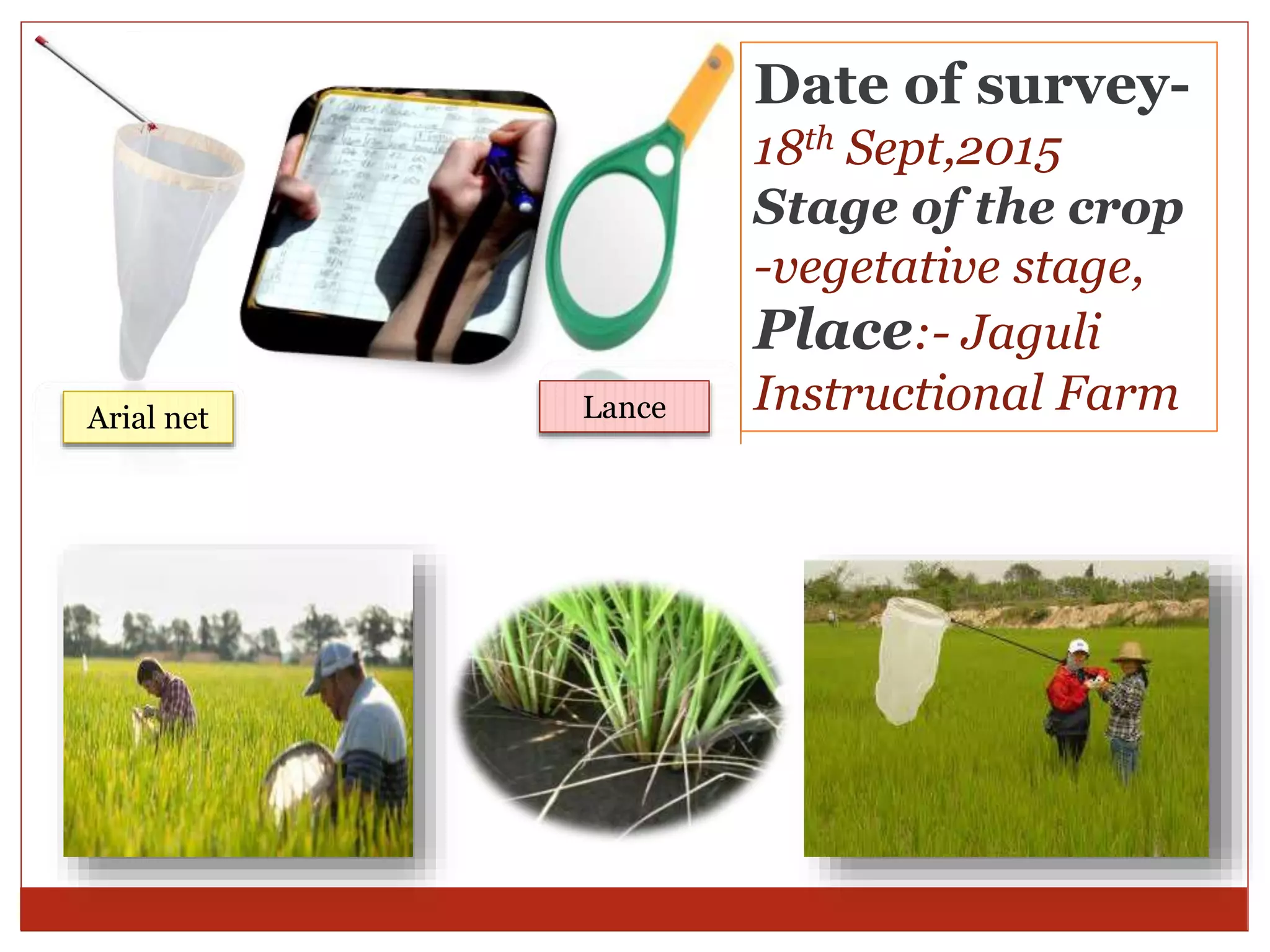 Different pests of rice in field.. | PPTX
