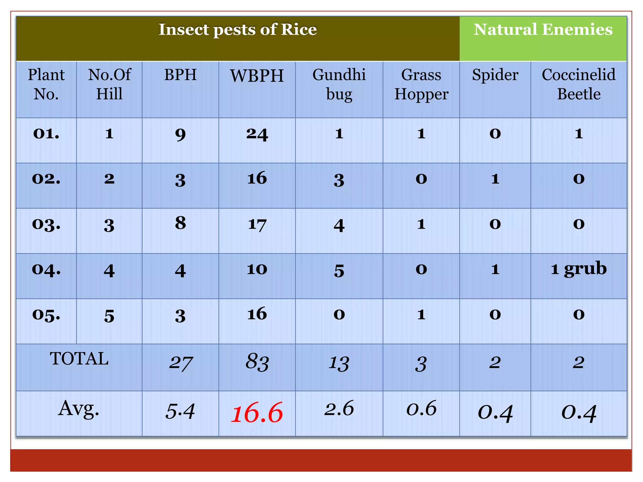 Different pests of rice in field.. | PPTX