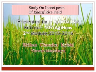 Different pests of rice in field.. | PPT