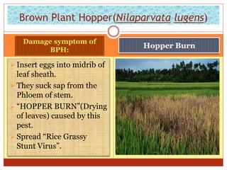 Different pests of rice in field.. | PPT