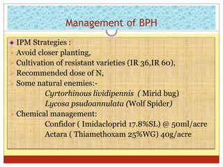 Different pests of rice in field.. | PPTX
