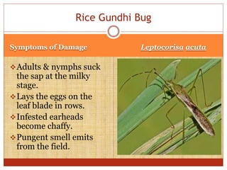 Different pests of rice in field.. | PPT