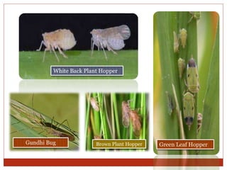 Different pests of rice in field.. | PPT