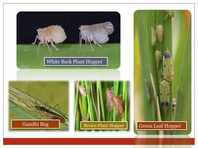 Different pests of rice in field.. | PPT