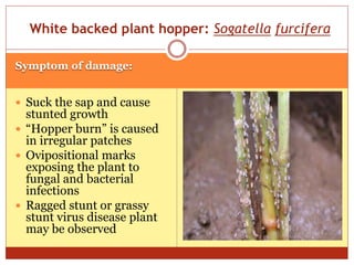Different pests of rice in field.. | PPT