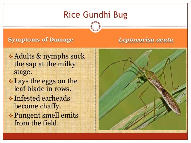 Different pests of rice in field..