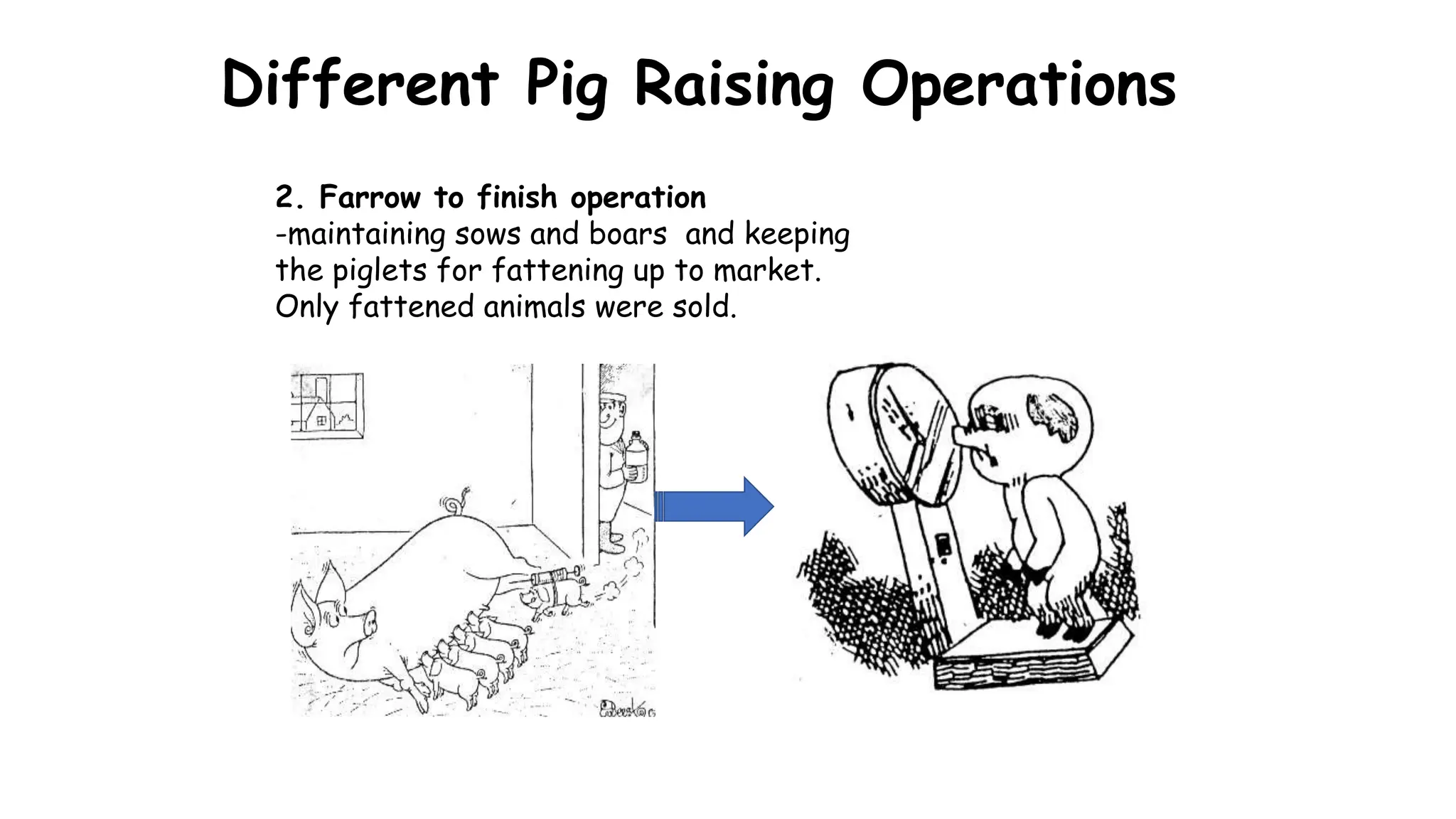 Different Pig Raising Operations.pptx
