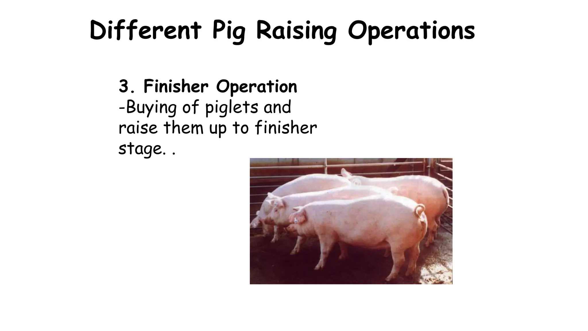 Different Pig Raising Operations.pptx
