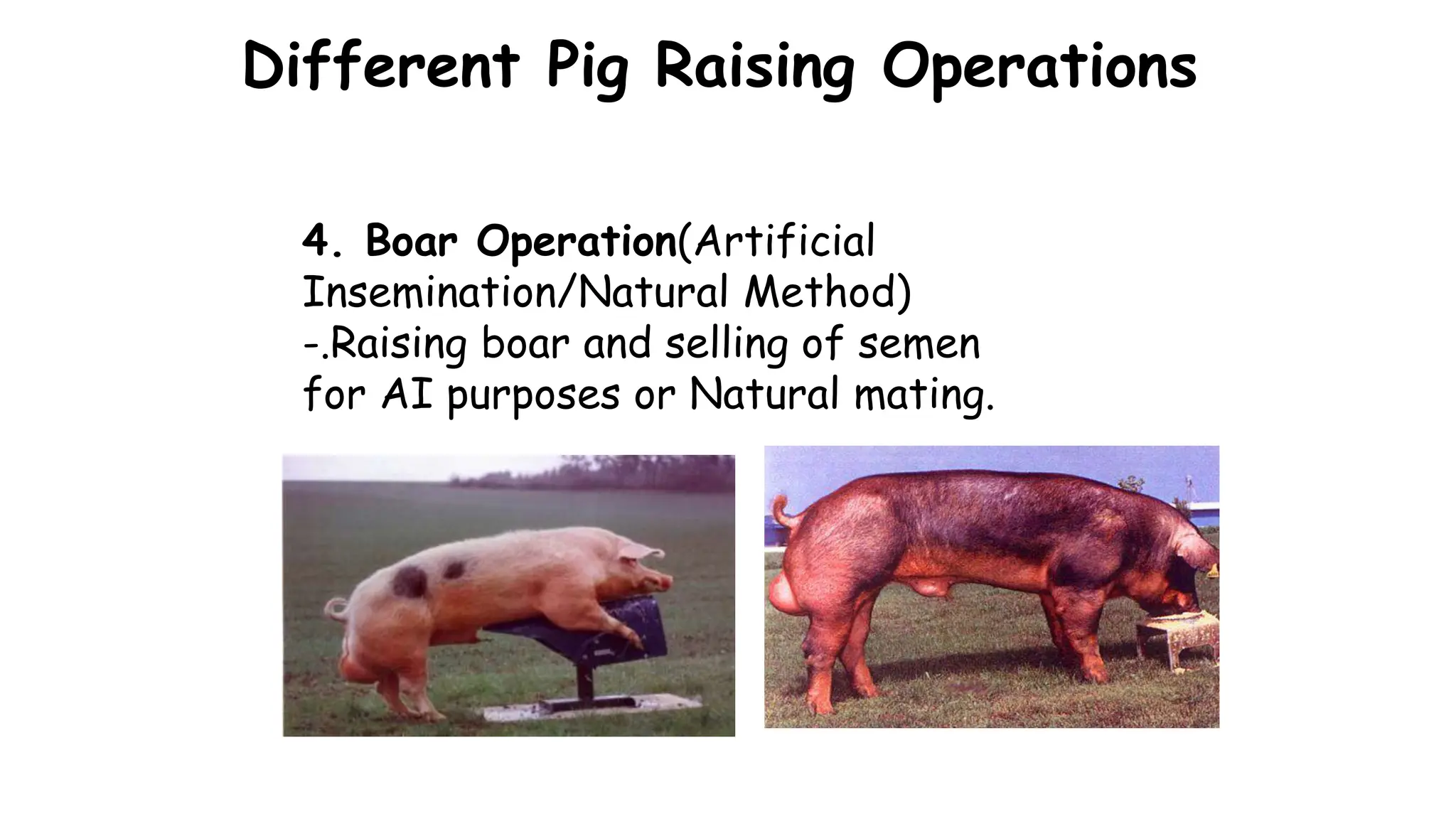 Different Pig Raising Operations.pptx