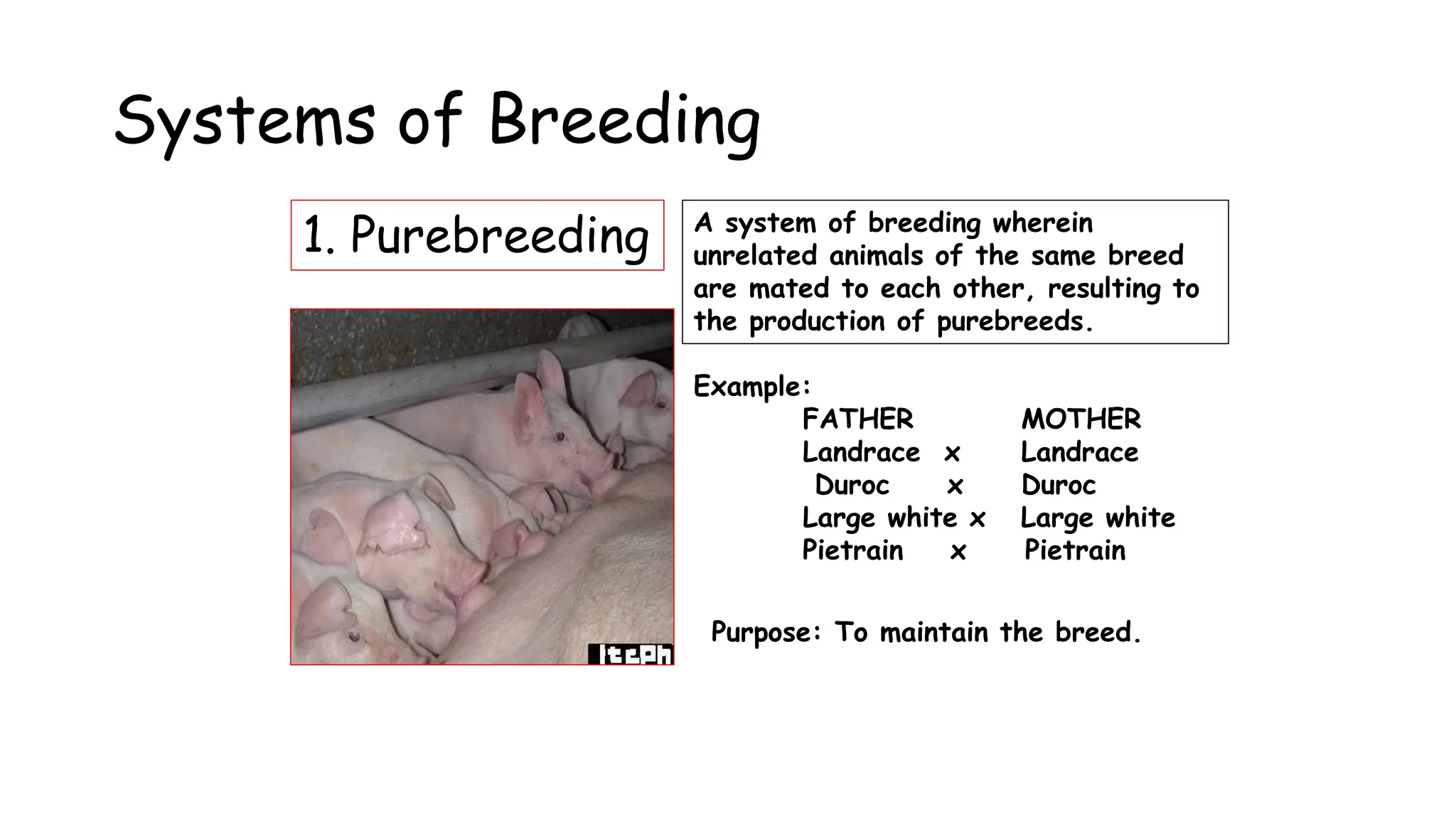 Different Pig Raising Operations.pptx