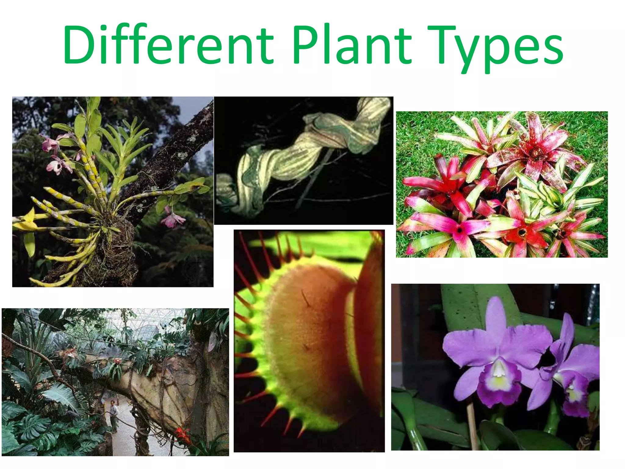 Different plant types by Declan and Zakee | PPT