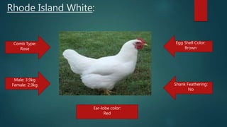 Different poultry breeds | PPTX