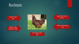 Different poultry breeds | PPTX