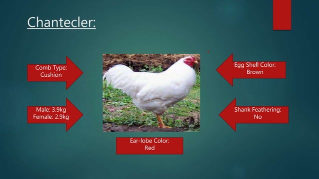 Different poultry breeds | PPTX