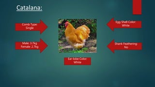 Different poultry breeds | PPTX