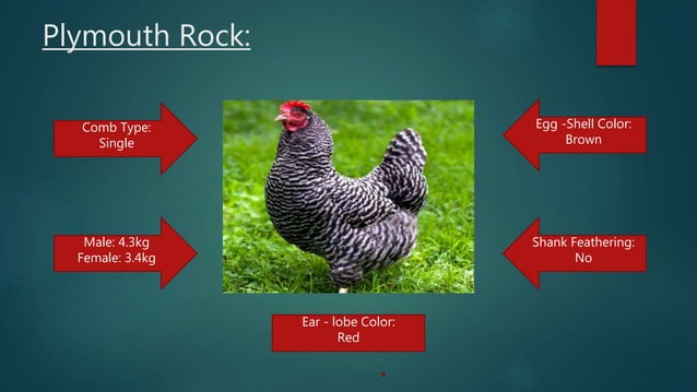 Different poultry breeds | PPTX