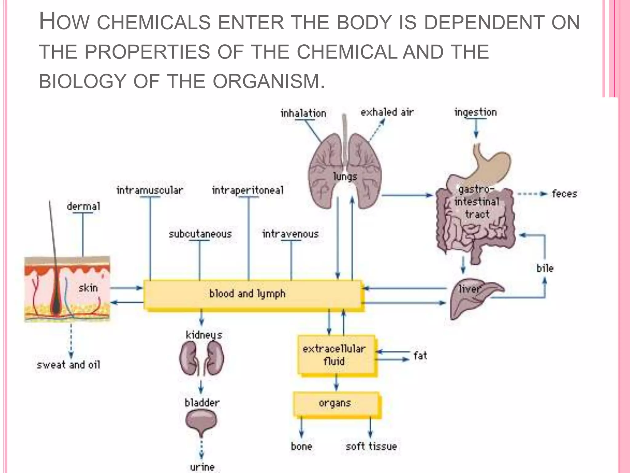 Different route of exposure of toxicant | PPTX