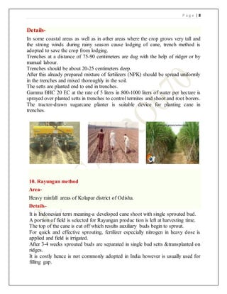 Different sowing methods of sugarcane in different region | DOCX