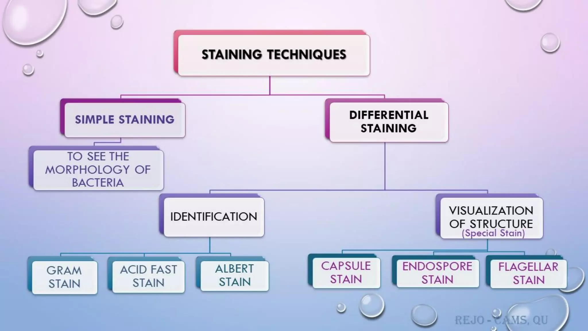 Different staining techniques in bacteriology | PPT