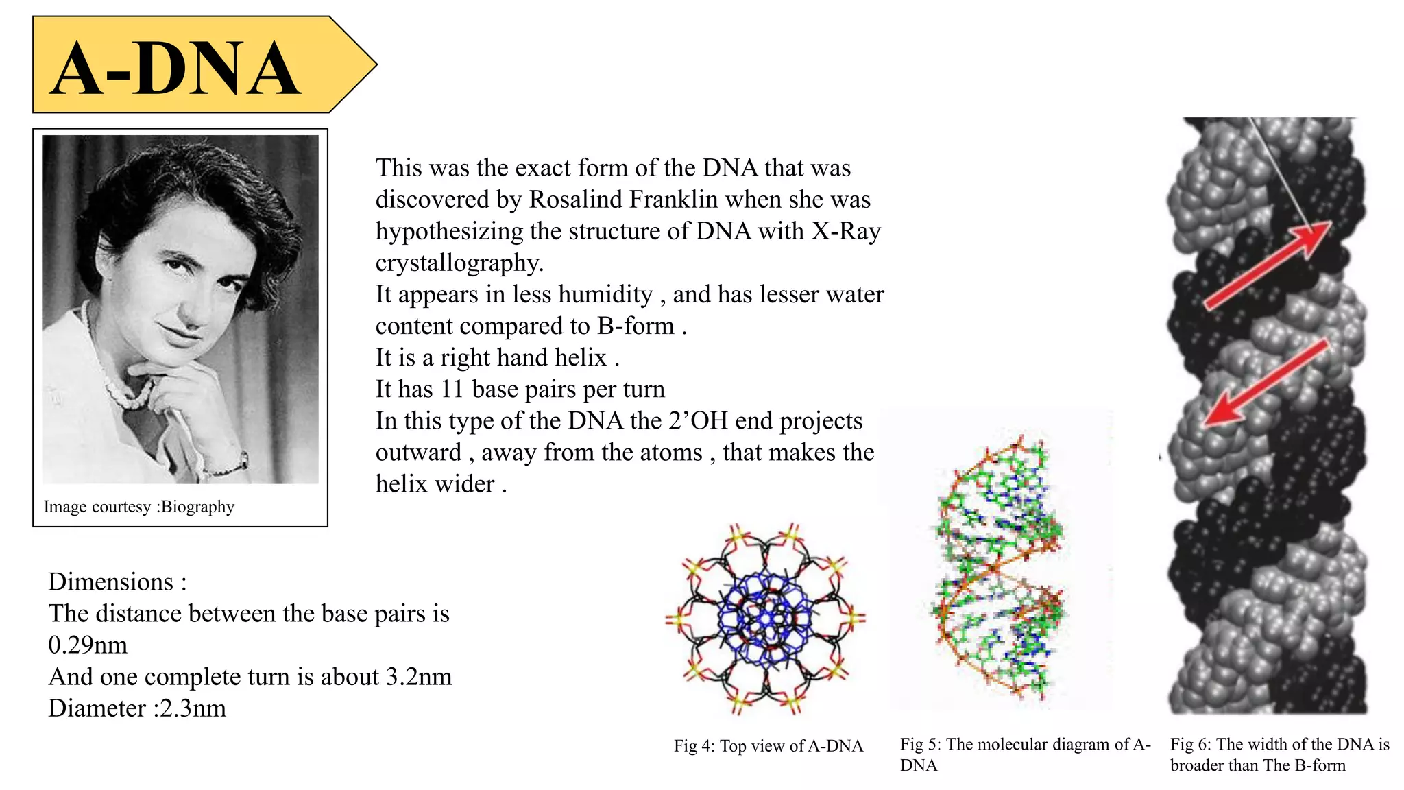 Different Forms of DNA | PDF