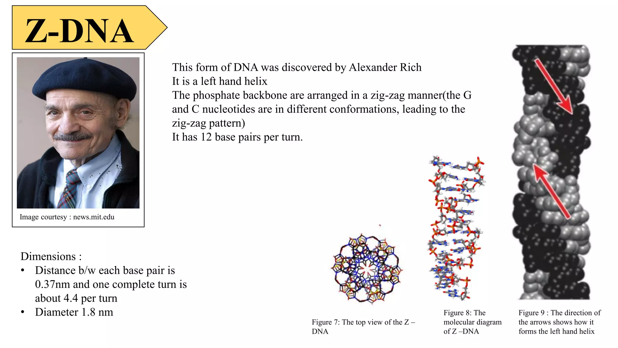 Different Forms of DNA | PDF