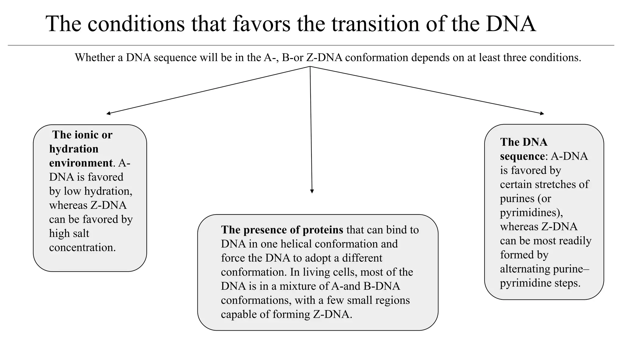 Different Forms of DNA | PDF